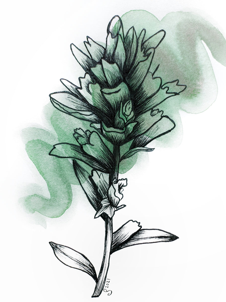 Alpine Paintbrush – Shade of Biology